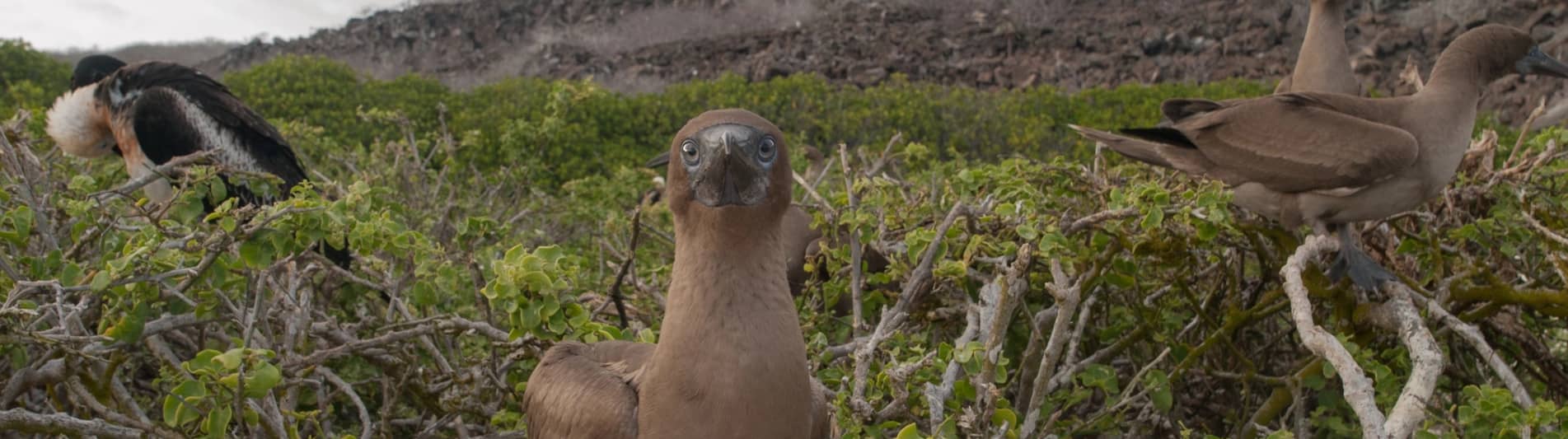 Galapagos Islands Named #2 in The New York Times’ “52 Places to Go in ...