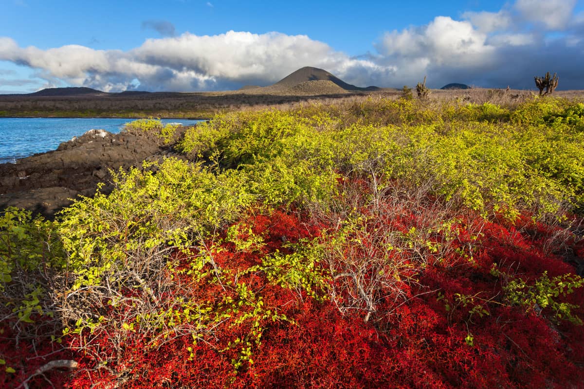 Floreana Island, Galapagos: Travel Guide (2025) - Galapagos Pronto!