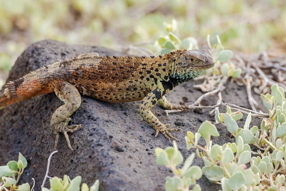Genovesa Island Galapagos: Travel Guide (2025) - Galapagos Pronto!