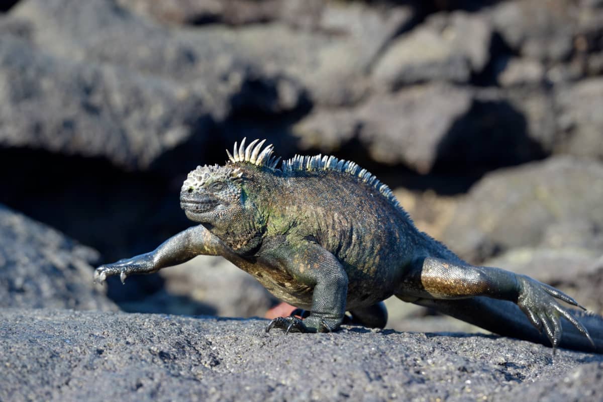 Fernandina Island: The Galapagos’ Living Volcano & Its Real-Life ...